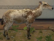 Nilgai | TheHunter: Call of the Wild Wiki | Fandom