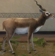 Blackbuck | TheHunter: Call of the Wild Wiki | Fandom