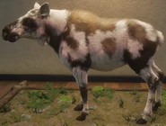 Moose | TheHunter: Call of the Wild Wiki | Fandom