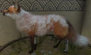 Red Fox | TheHunter: Call of the Wild Wiki | Fandom