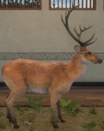 Barasingha | TheHunter: Call of the Wild Wiki | Fandom