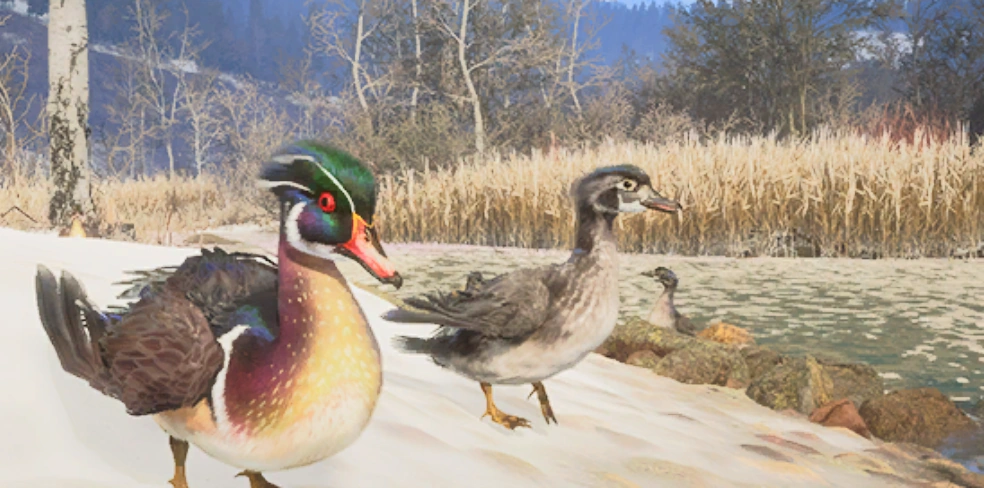 Wood Duck | TheHunter: Call of the Wild Wiki | Fandom