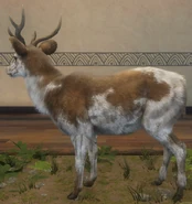 Javan Rusa | TheHunter: Call of the Wild Wiki | Fandom