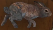 Woolly Hare | TheHunter: Call of the Wild Wiki | Fandom