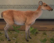 Barasingha | TheHunter: Call of the Wild Wiki | Fandom
