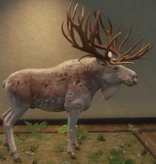 Moose | TheHunter: Call of the Wild Wiki | Fandom