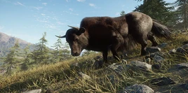 Wild Yak | TheHunter: Call of the Wild Wiki | Fandom