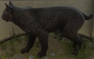 Bobcat | TheHunter: Call of the Wild Wiki | Fandom
