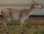 Barasingha | TheHunter: Call of the Wild Wiki | Fandom