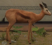 Springbok | TheHunter: Call of the Wild Wiki | Fandom