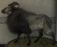 Tahr | TheHunter: Call of the Wild Wiki | Fandom
