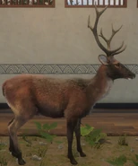Barasingha | TheHunter: Call of the Wild Wiki | Fandom