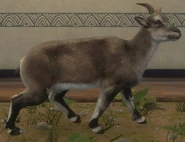 Blue Sheep | TheHunter: Call of the Wild Wiki | Fandom