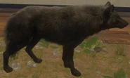 Gray Wolf | TheHunter: Call of the Wild Wiki | Fandom