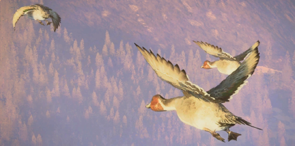 Northern Pintail | TheHunter: Call of the Wild Wiki | Fandom