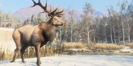 Manitoban Elk | TheHunter: Call of the Wild Wiki | Fandom