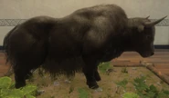 Wild Yak | TheHunter: Call of the Wild Wiki | Fandom