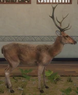 Barasingha | TheHunter: Call of the Wild Wiki | Fandom