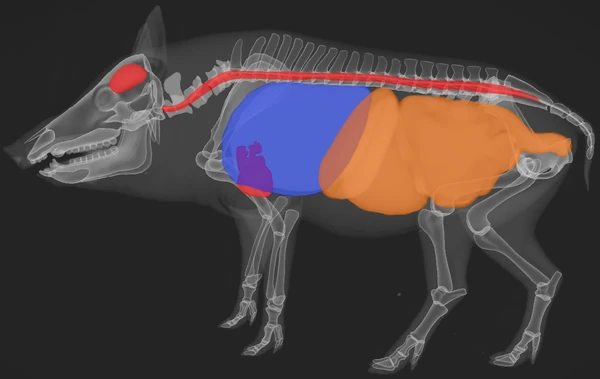 Wild Hog | TheHunter: Call of the Wild Wiki | Fandom