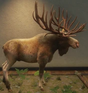 Moose | TheHunter: Call of the Wild Wiki | Fandom
