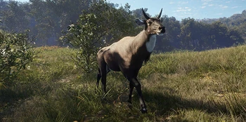 Nilgai | TheHunter: Call of the Wild Wiki | Fandom