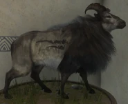 Tahr | TheHunter: Call of the Wild Wiki | Fandom