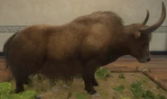 Wild Yak | TheHunter: Call of the Wild Wiki | Fandom