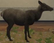 Manitoban Elk | TheHunter: Call of the Wild Wiki | Fandom