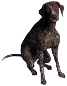 German Shorthaired Pointer | TheHunter: Call of the Wild Wiki | Fandom