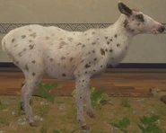 Manitoban Elk | TheHunter: Call of the Wild Wiki | Fandom