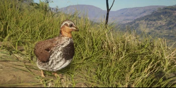 Stubble Quail | TheHunter: Call of the Wild Wiki | Fandom