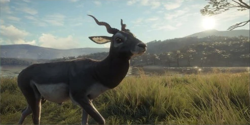 Blackbuck | TheHunter: Call of the Wild Wiki | Fandom