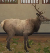 Manitoban Elk | TheHunter: Call of the Wild Wiki | Fandom