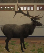 Manitoban Elk | TheHunter: Call of the Wild Wiki | Fandom