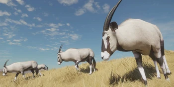 Gemsbok | TheHunter: Call of the Wild Wiki | Fandom