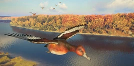 Ferruginous Duck | TheHunter: Call of the Wild Wiki | Fandom