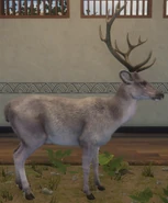 Barasingha | TheHunter: Call of the Wild Wiki | Fandom