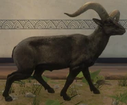 Blue Sheep | TheHunter: Call of the Wild Wiki | Fandom