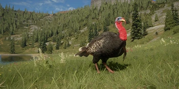 Merriam Turkey | TheHunter: Call of the Wild Wiki | Fandom