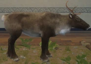 Woodland Caribou | TheHunter: Call of the Wild Wiki | Fandom