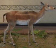 Blackbuck | TheHunter: Call of the Wild Wiki | Fandom