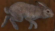 Woolly Hare | TheHunter: Call of the Wild Wiki | Fandom