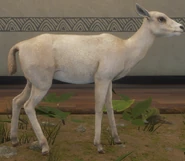 Blackbuck | TheHunter: Call of the Wild Wiki | Fandom