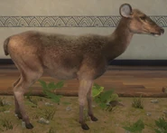 Barasingha | TheHunter: Call of the Wild Wiki | Fandom