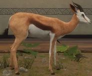 Springbok | TheHunter: Call of the Wild Wiki | Fandom