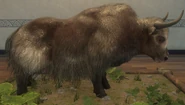 Wild Yak | TheHunter: Call of the Wild Wiki | Fandom