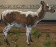 Javan Rusa | TheHunter: Call of the Wild Wiki | Fandom