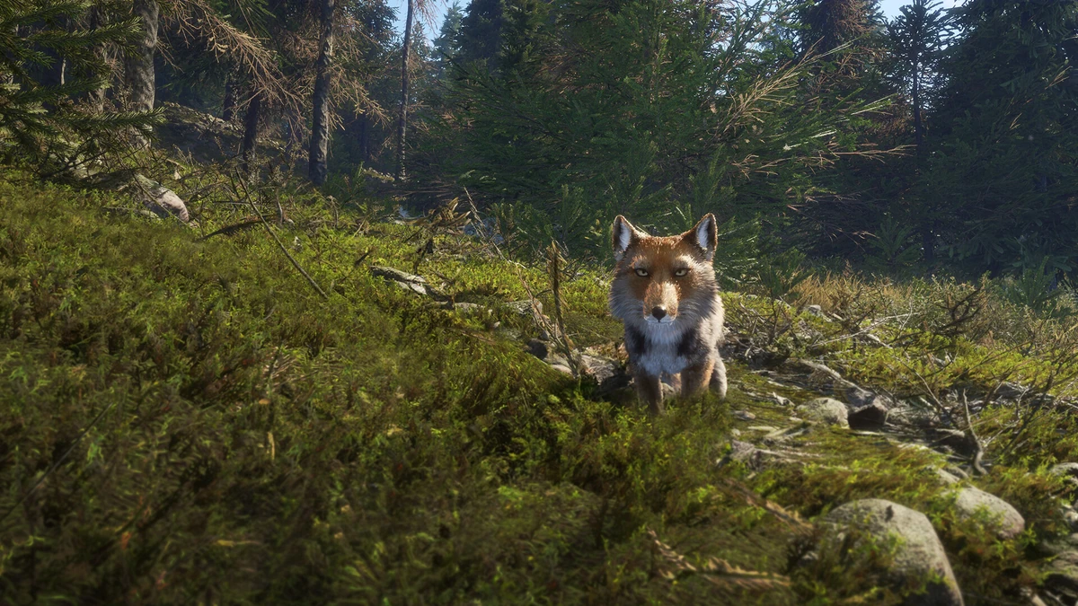 Tibetan Fox | TheHunter: Call of the Wild Wiki | Fandom