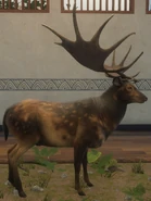 Fallow Deer | TheHunter: Call of the Wild Wiki | Fandom