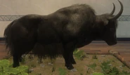 Wild Yak | TheHunter: Call of the Wild Wiki | Fandom